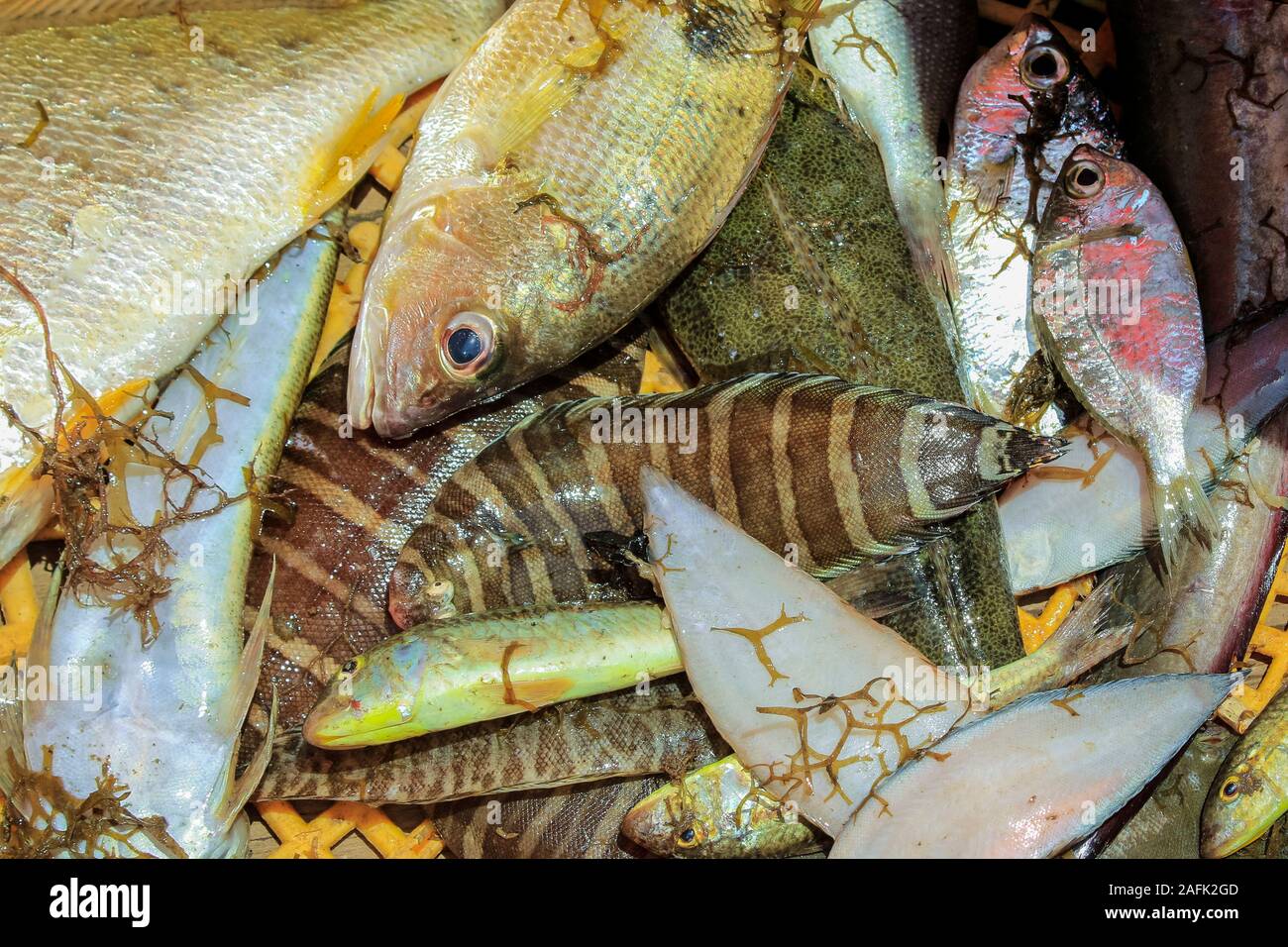 Viele kleine fische in netzen -Fotos und -Bildmaterial in hoher ...