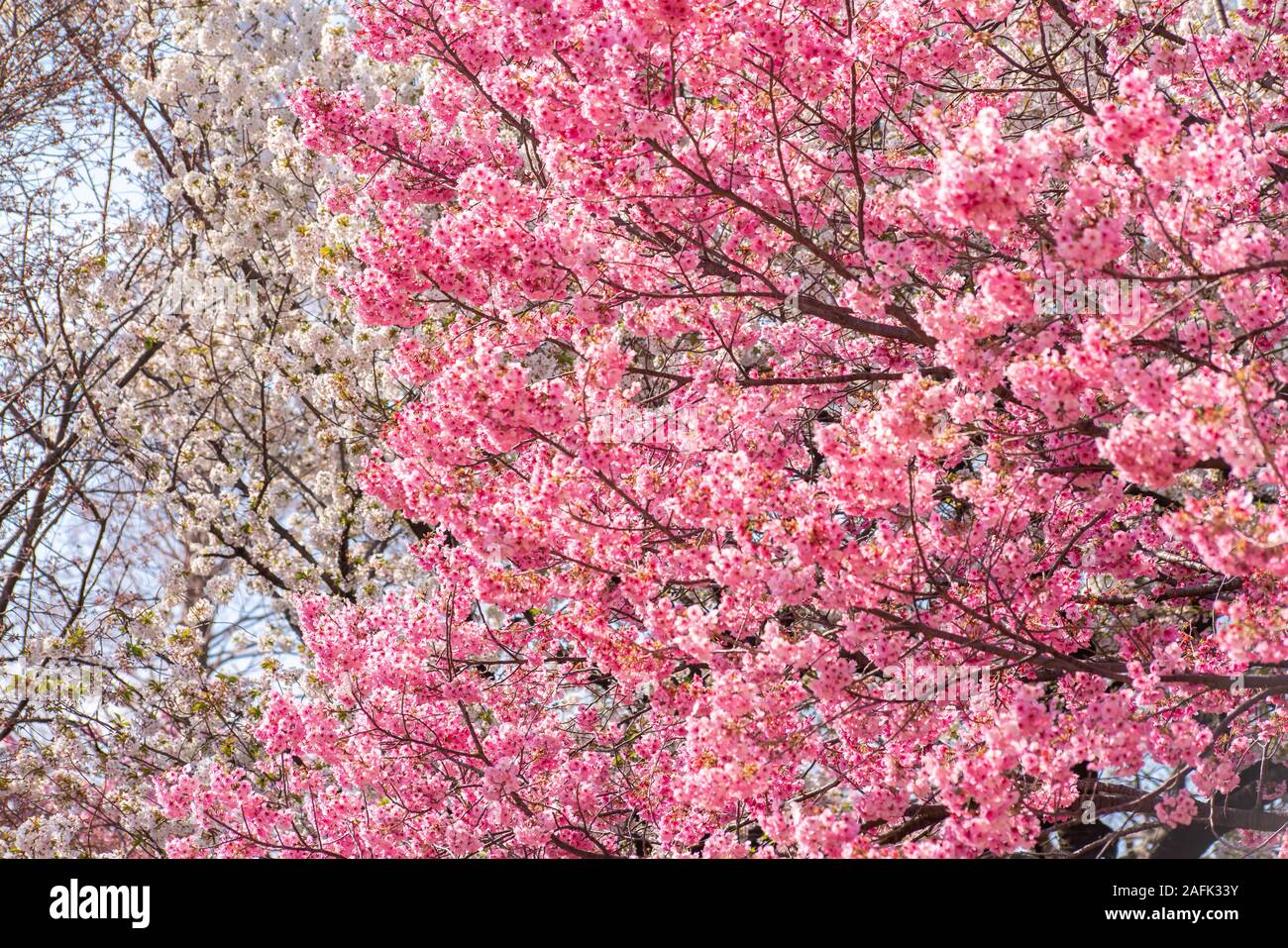 Die Kirschblüte (Sakura) mit Vögeln unter dem blauen Himmel in der ...