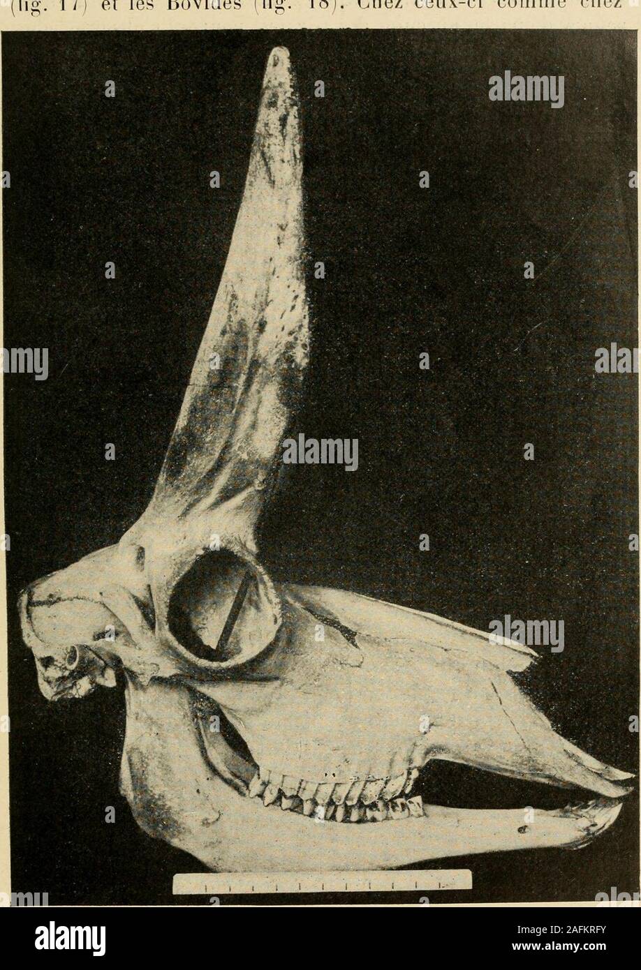 . Annales des sciences naturelles. Abb. 17. - Cerviis porcimis Ziin ...