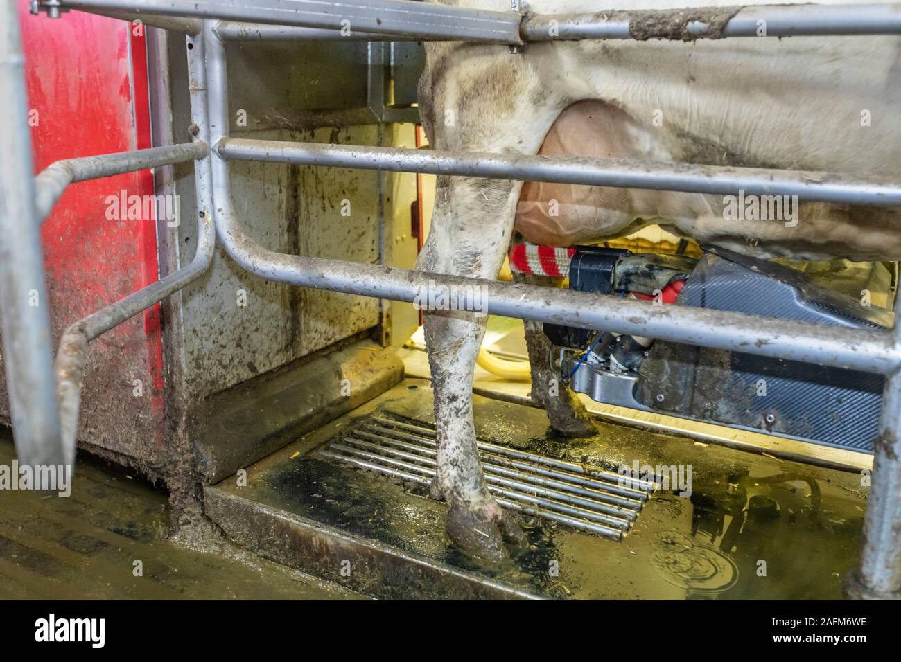 Melkerin beim melken -Fotos und -Bildmaterial in hoher Auflösung – Alamy