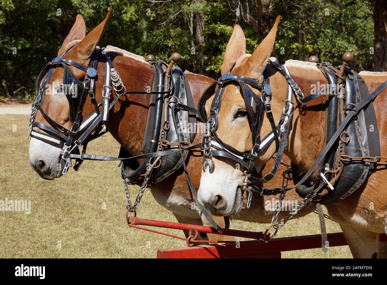 Maultier tag -Fotos und -Bildmaterial in hoher Auflösung – Alamy