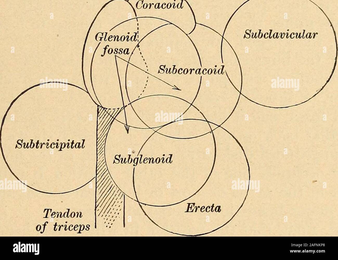 . Eine praktische Abhandlung über Brüche und Verwerfungen. heneck Der ...