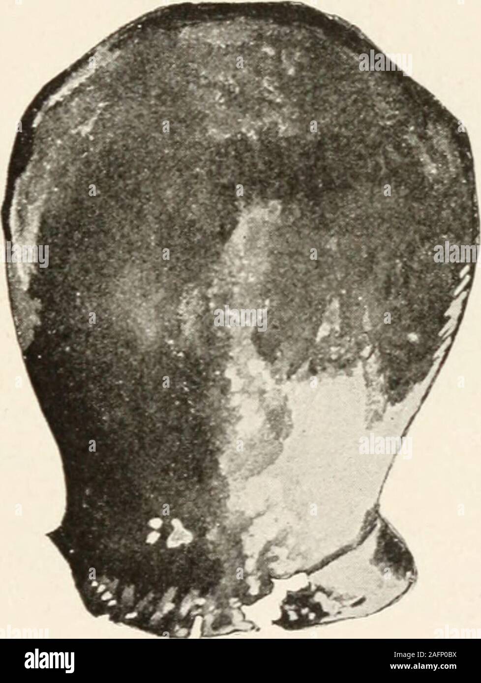 . Die animans und Mann; eine elementare Lehrbuch der Zoologie und der ...