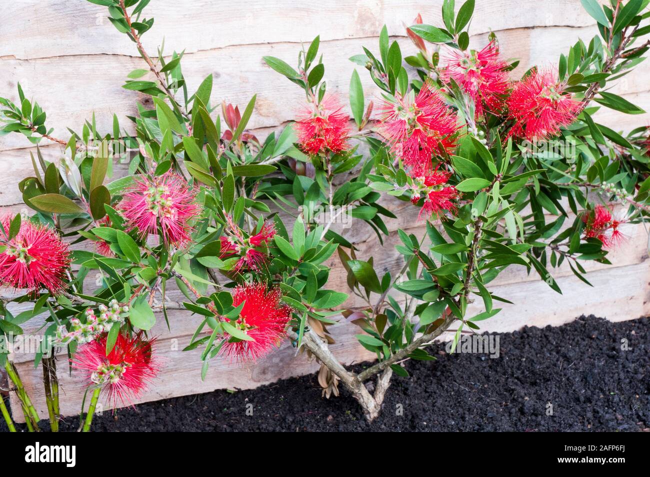 Saurer boden strauch -Fotos und -Bildmaterial in hoher Auflösung – Alamy