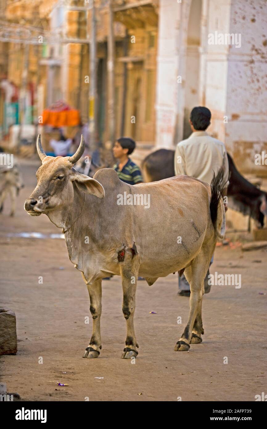 Heilige Kuh (Bos indicus). Das Leben in den Straßen der Stadt Rajasthan ...
