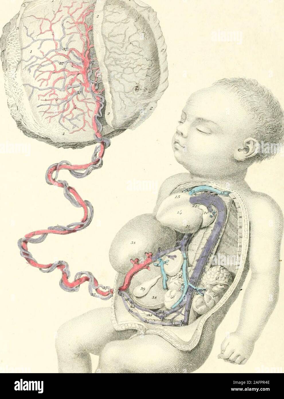 . Platten der Arterien des menschlichen Körpers. plantare Arterie der ...
