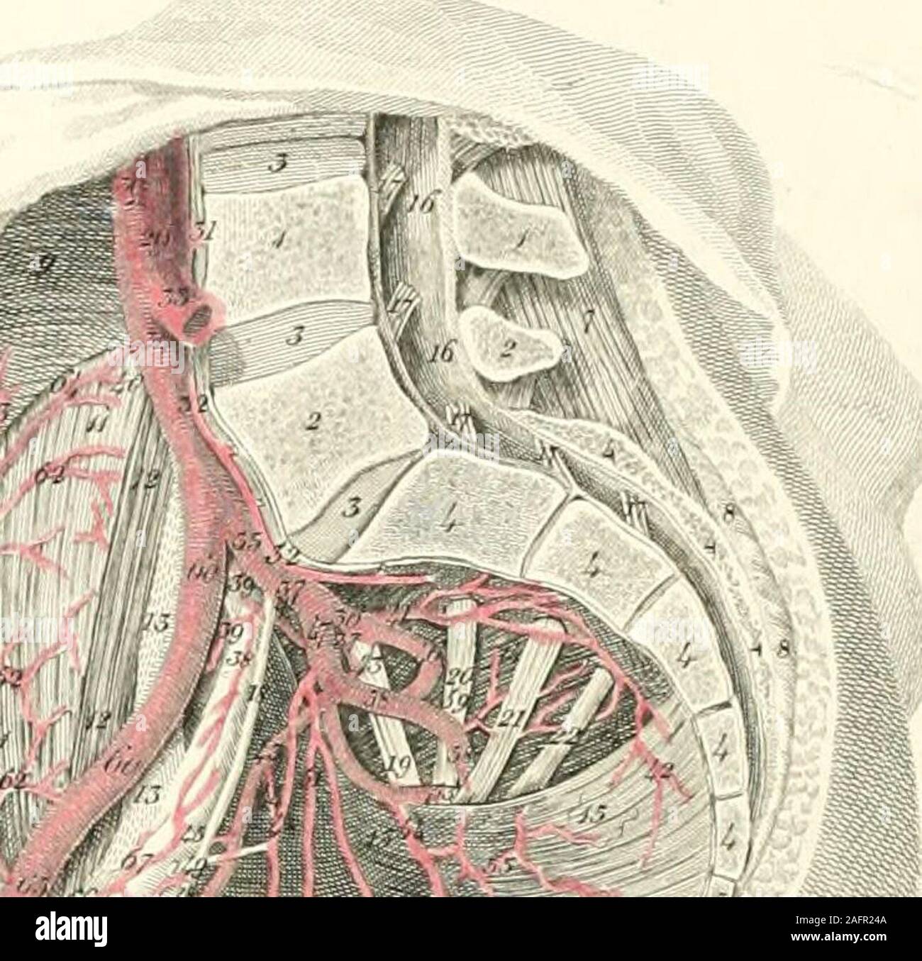 Arteria mesenterica inferior -Fotos und -Bildmaterial in hoher ...