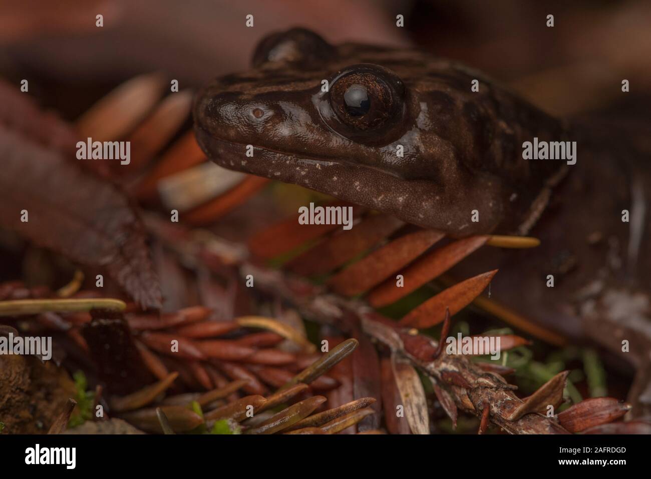 Dicamptodon ensatus -Fotos und -Bildmaterial in hoher Auflösung – Alamy