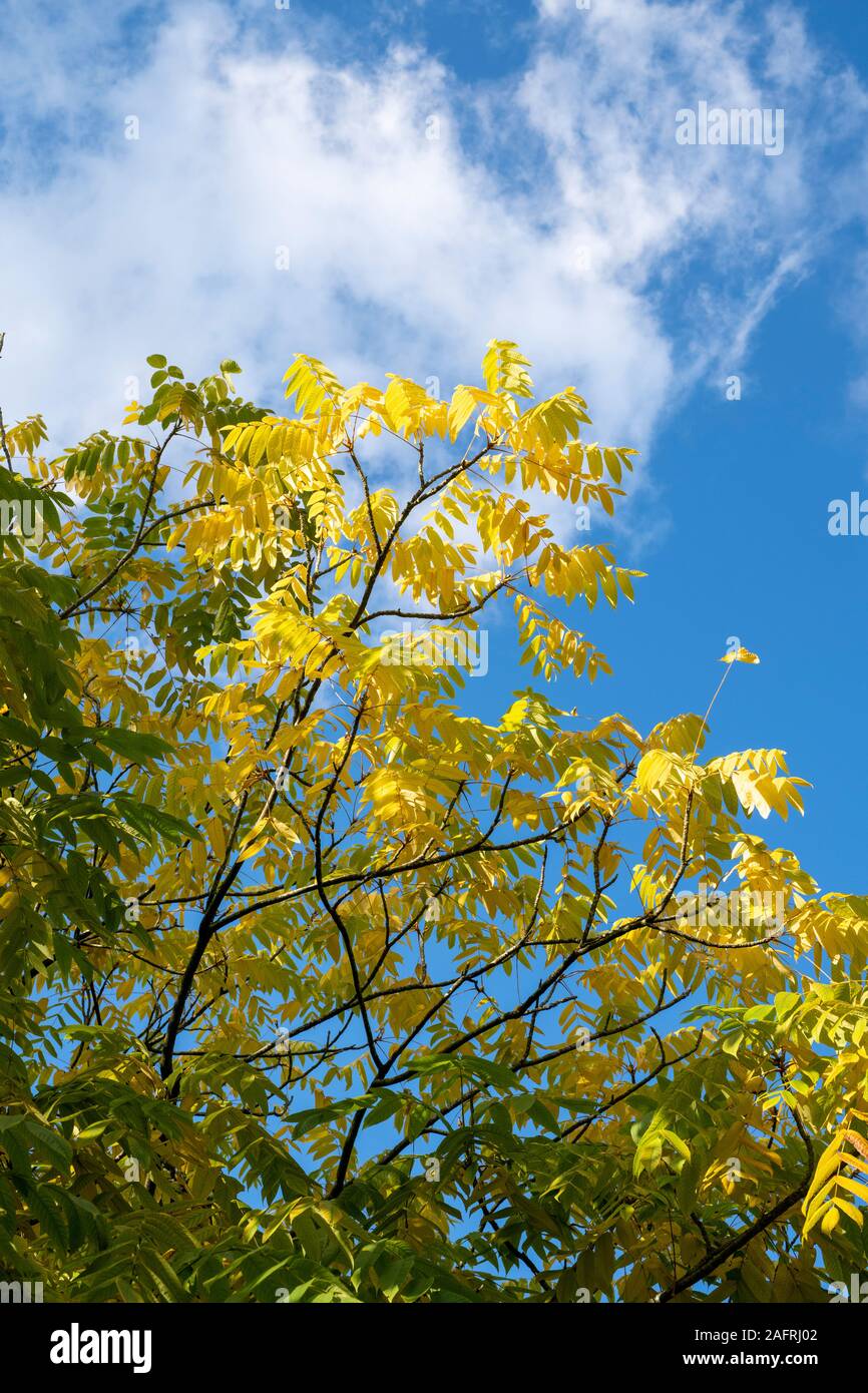 Juglans ailantifolia Var. 'Cordiformis' - Japanische walnuss Baum im ...