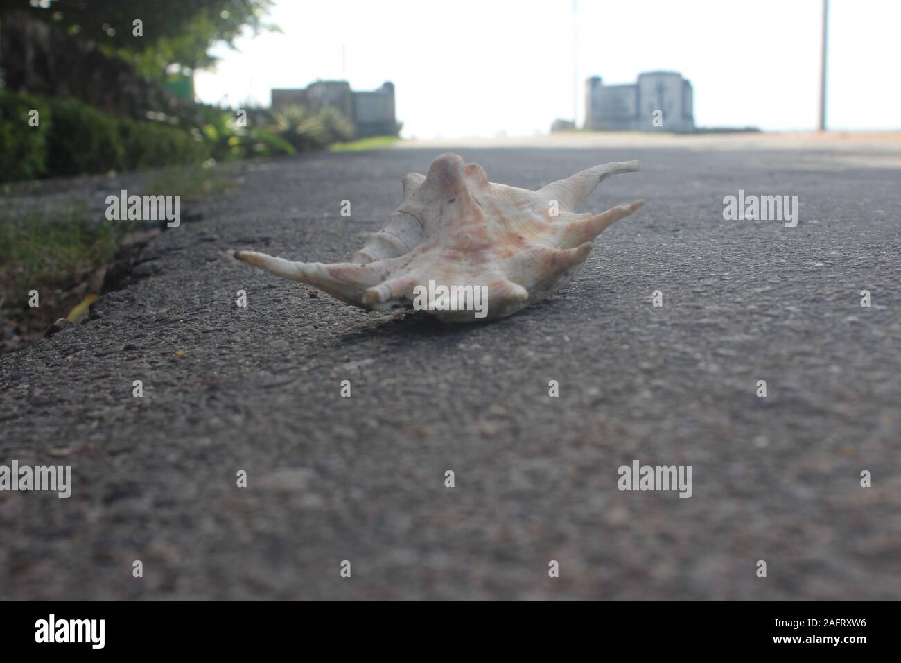Carrier shell -Fotos und -Bildmaterial in hoher Auflösung – Alamy