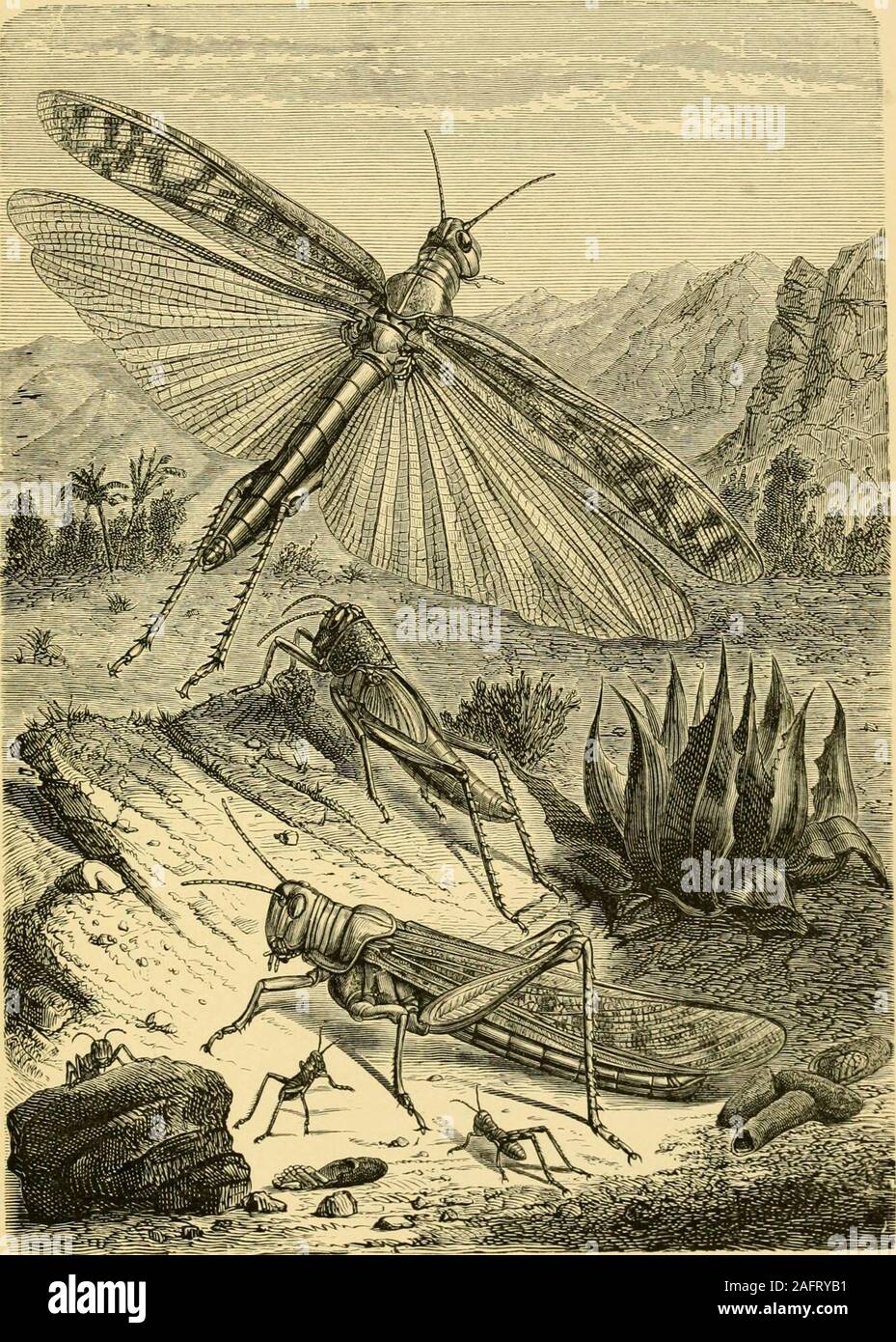 . Die Transformationen (oder Metamorphosen) von Insekten (Insecta ...