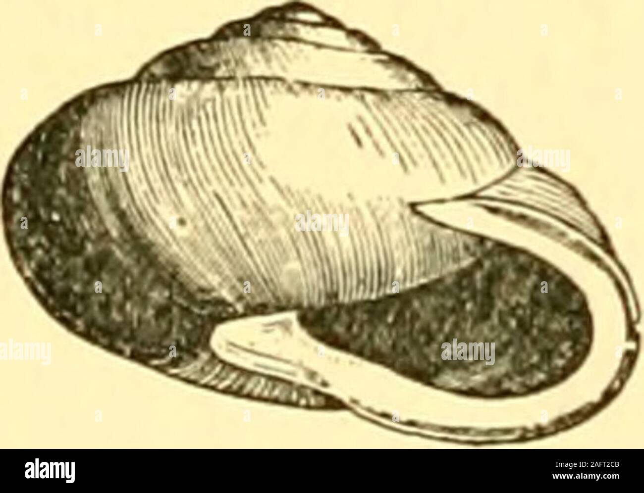 . Juvenile Instructor. - Menschen wie das Skelett der Weichtiere ...