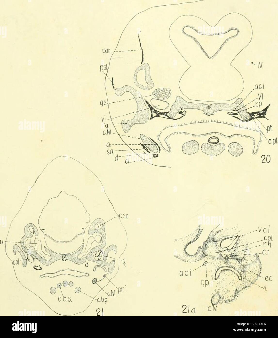 . Amtsblatt der Morphologie. Abb. 15 Querschnitt durch die extreme ...