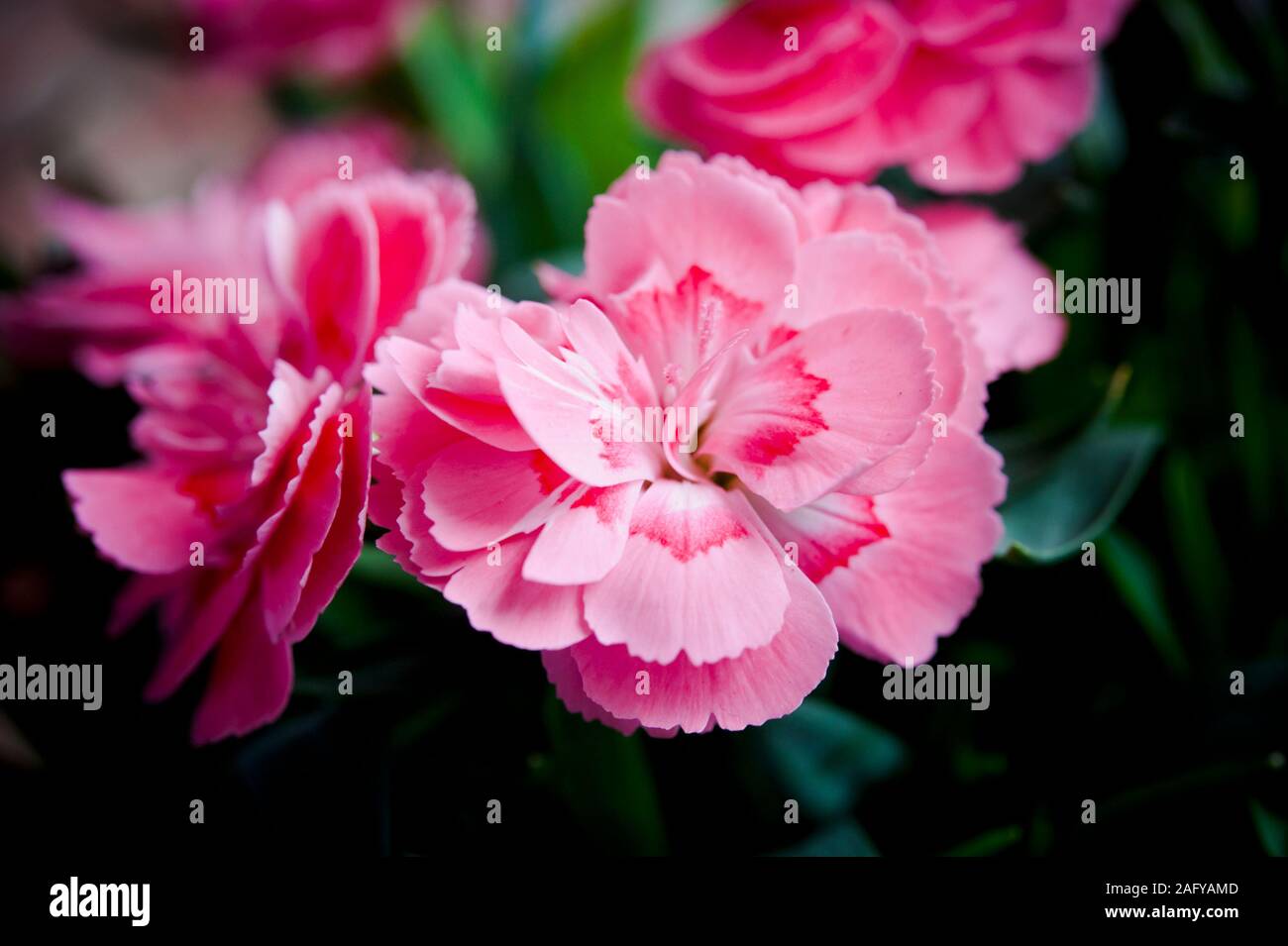 Nelke in der vase -Fotos und -Bildmaterial in hoher Auflösung – Alamy