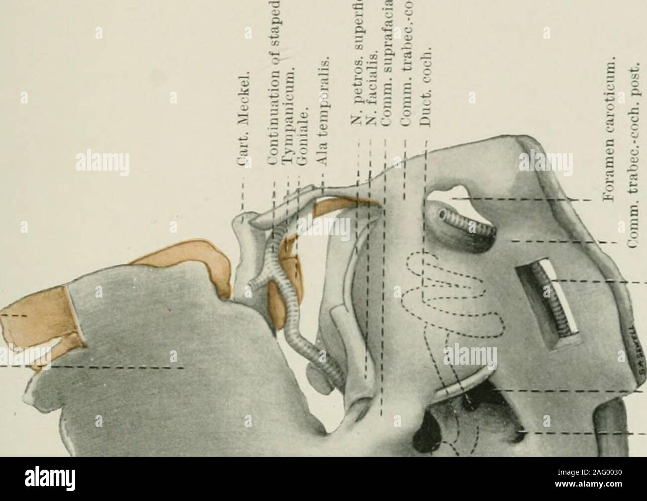 . Amtsblatt der Anatomie. Eine unterbrochene Linie ist die ...