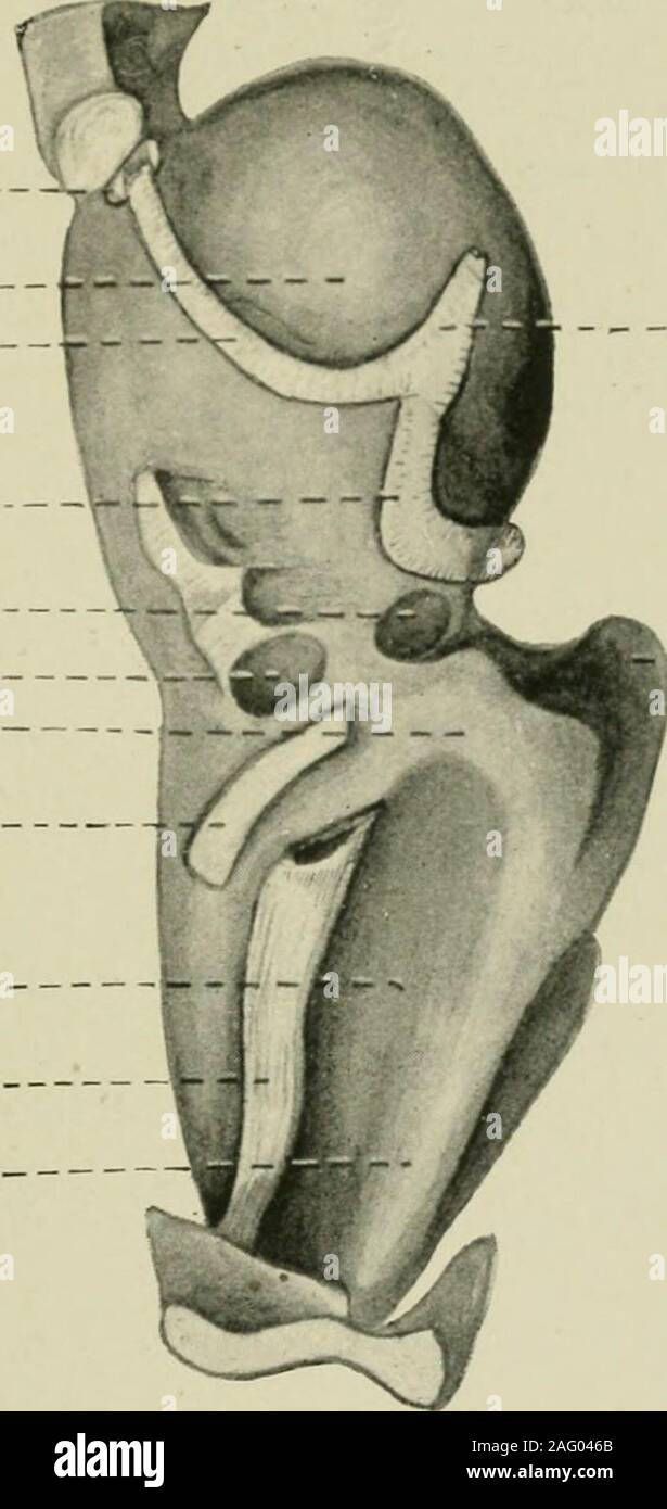 . Amtsblatt der Anatomie. avingthe Innenraum des auditiven Kapsel in ...
