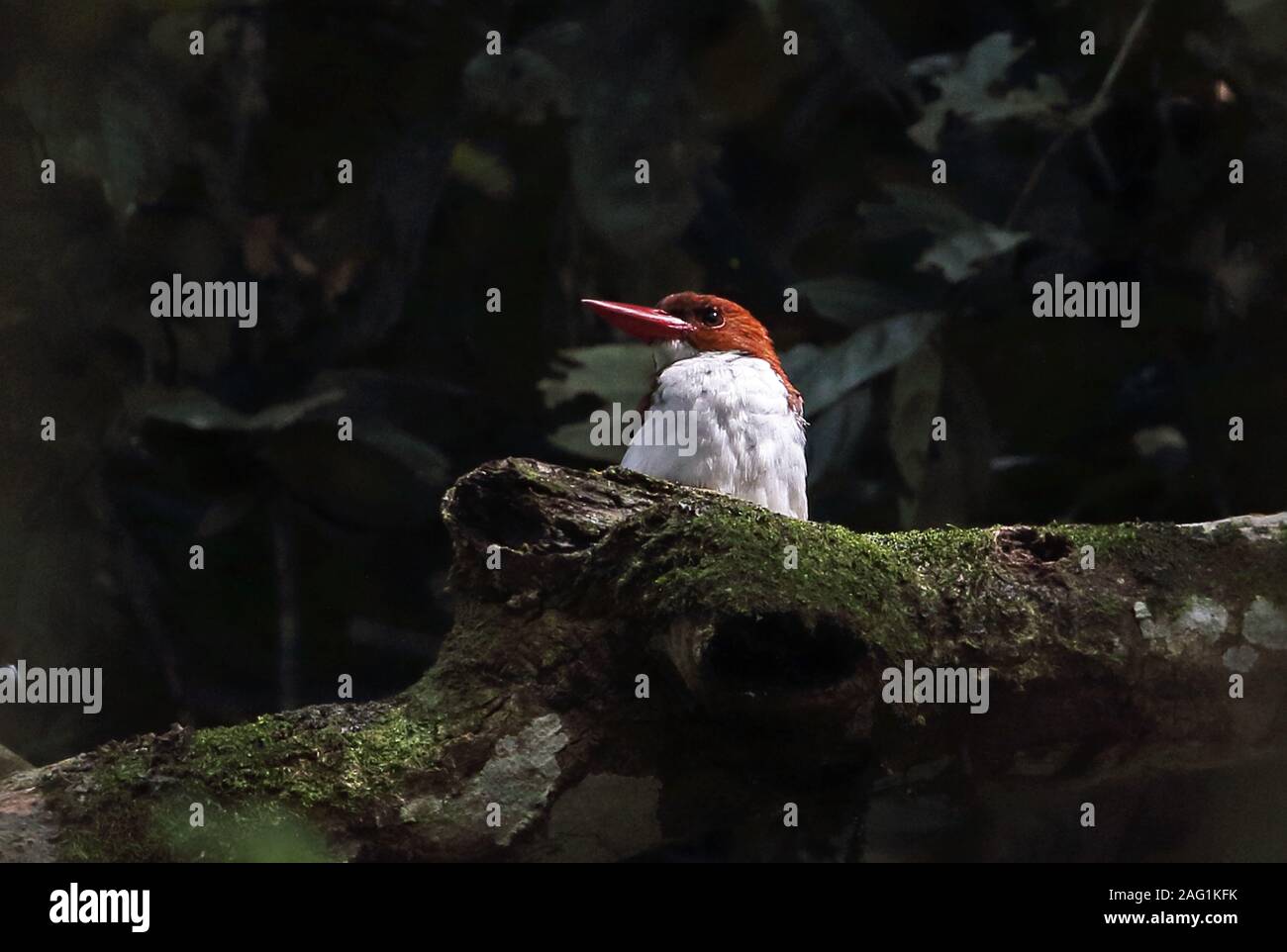 Halcyon badia -Fotos und -Bildmaterial in hoher Auflösung – Alamy