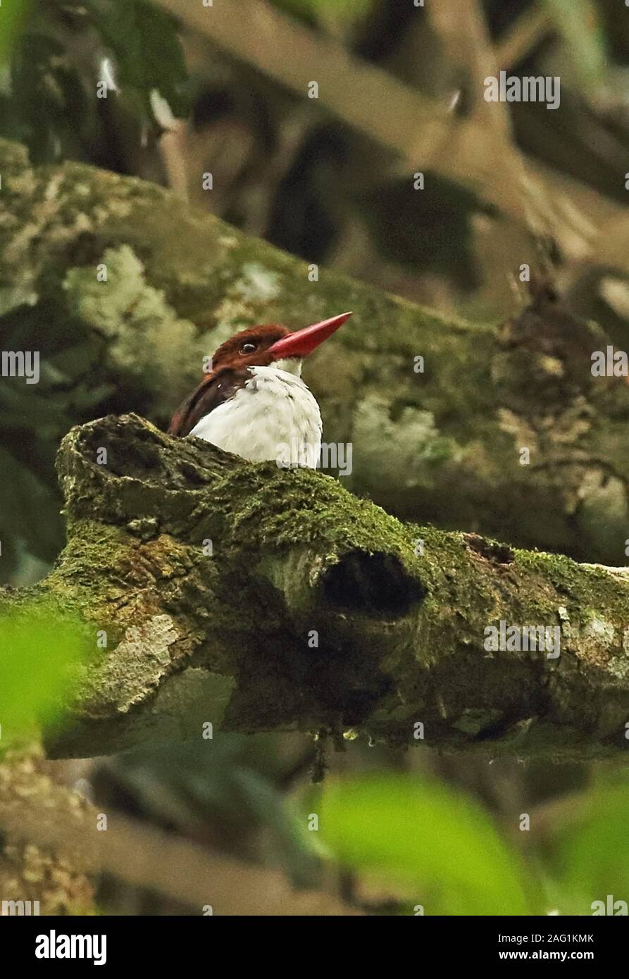 Halcyon badia -Fotos und -Bildmaterial in hoher Auflösung – Alamy