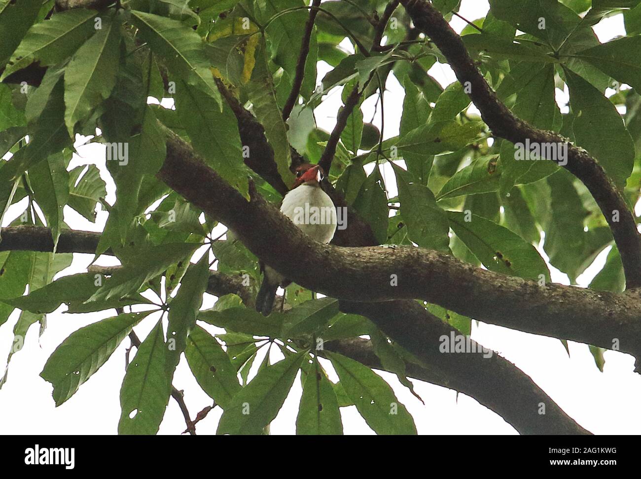 Halcyon badia -Fotos und -Bildmaterial in hoher Auflösung – Alamy
