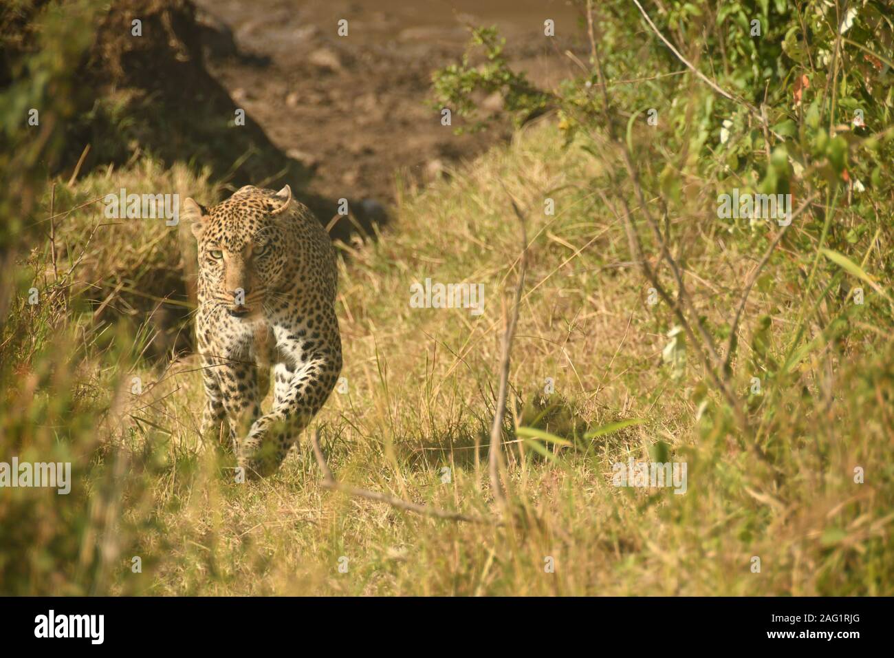 Leopard bilder -Fotos und -Bildmaterial in hoher Auflösung – Alamy