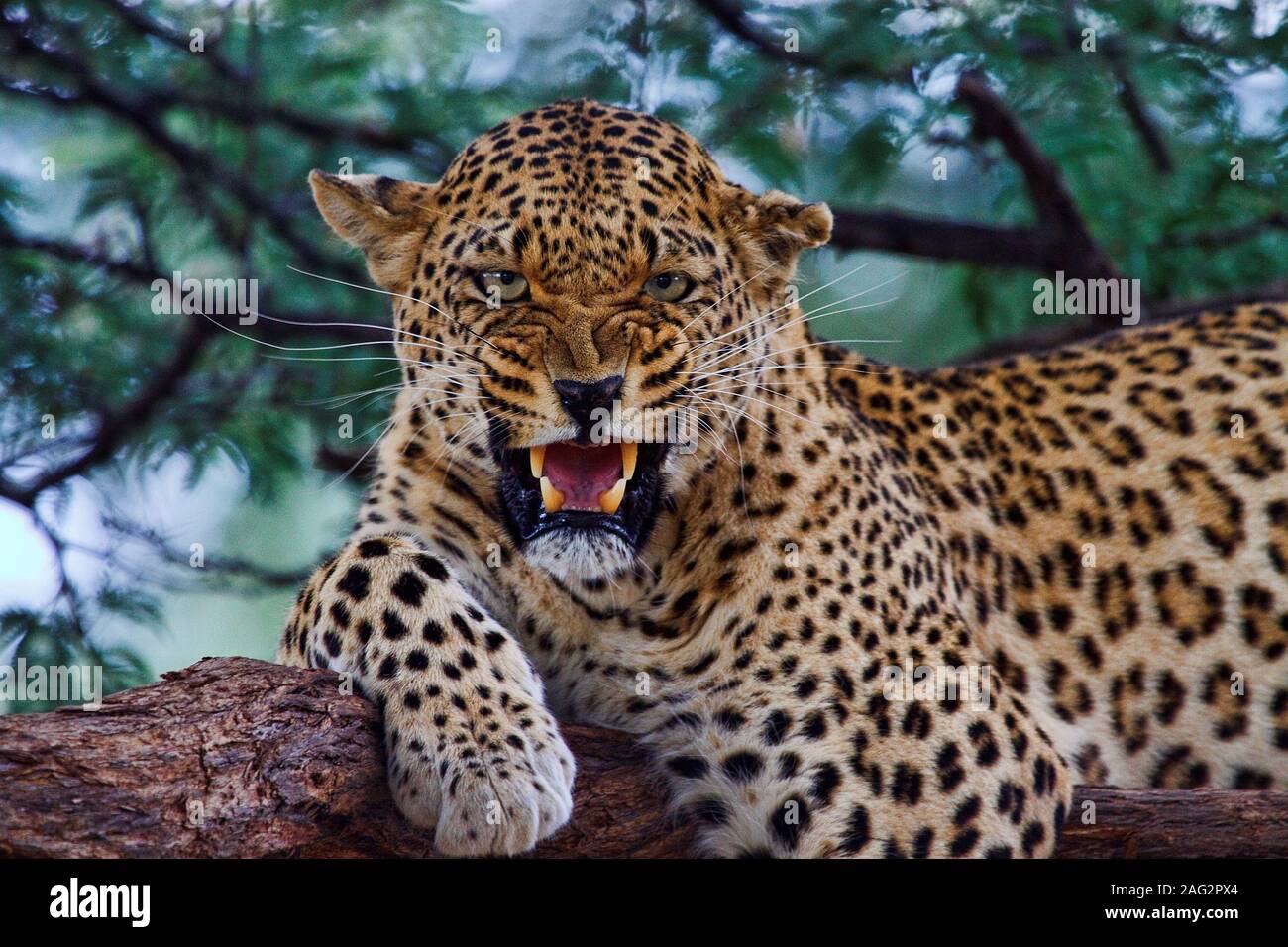 Leopard in tree -Fotos und -Bildmaterial in hoher Auflösung – Alamy