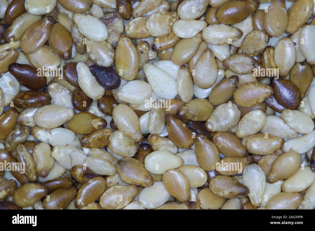 Sesam Ernte Stockfotos und -bilder Kaufen - Alamy