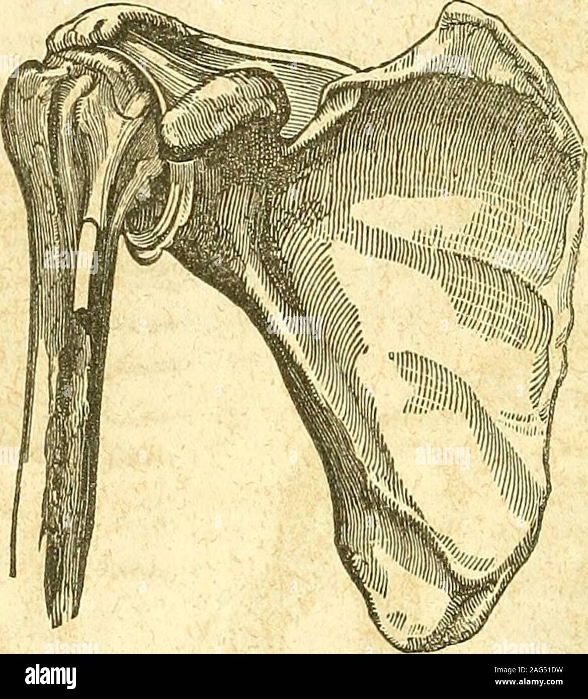 Proceso de acromion -Fotos und -Bildmaterial in hoher Auflösung - Seite ...