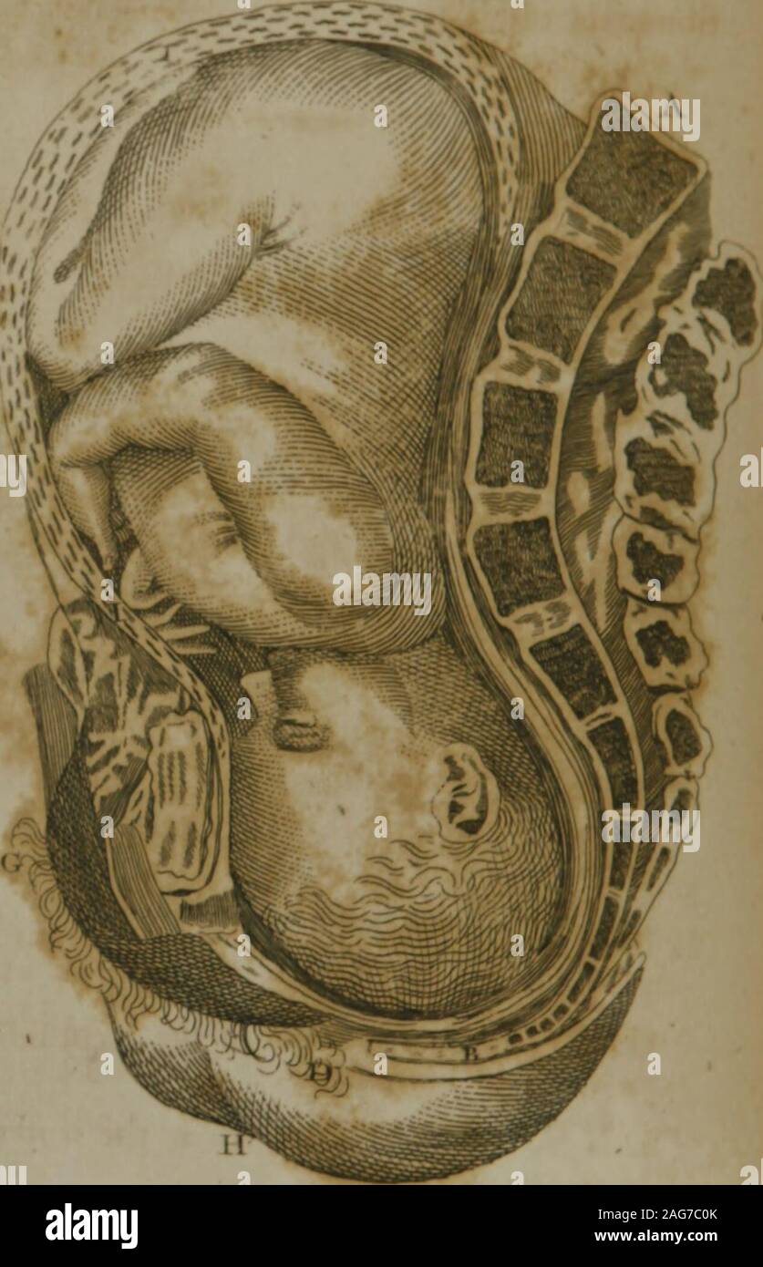 . Eine Reihe von anatomischen Tabellen, mit Erläuterungen und eine ...
