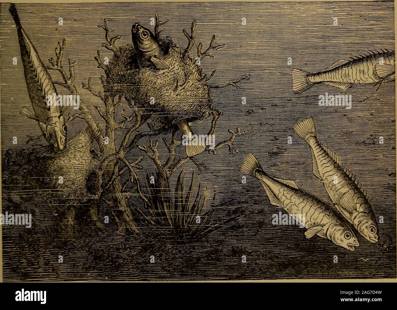 . Kleine Leute in Federn, Fell, und andere in weder. Tot, natürlich ...