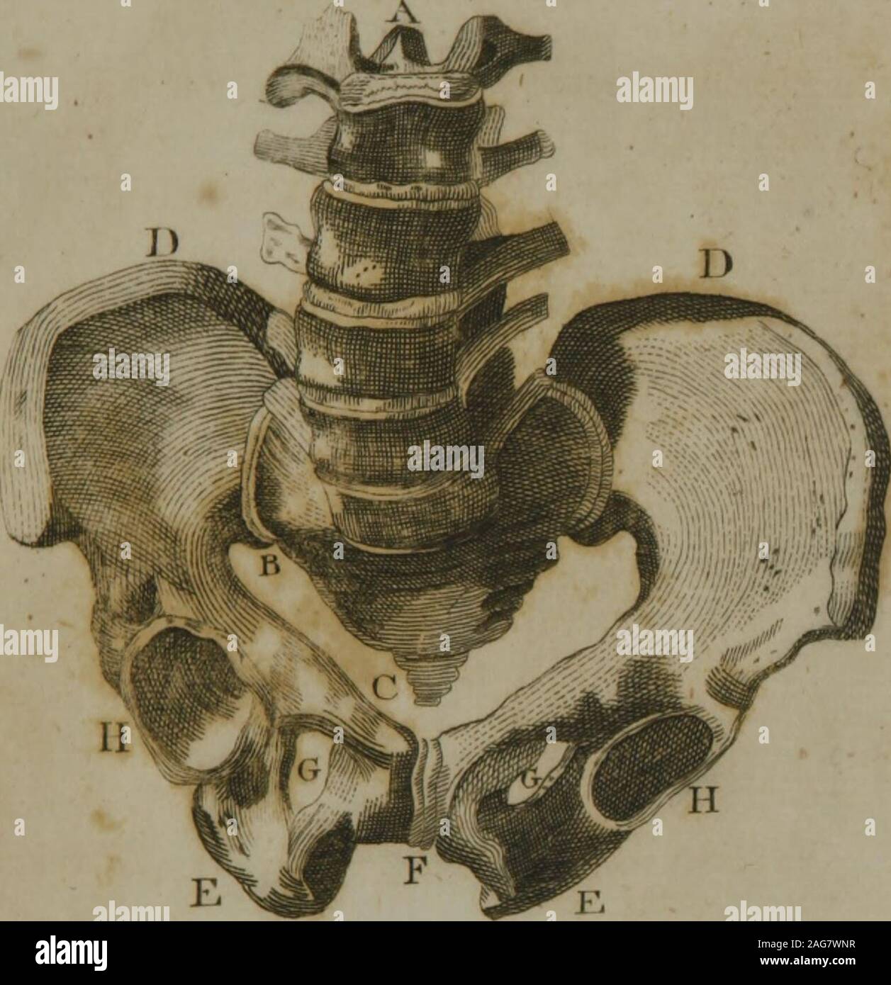. Eine Reihe von anatomischen Tabellen, mit Erläuterungen und eine ...