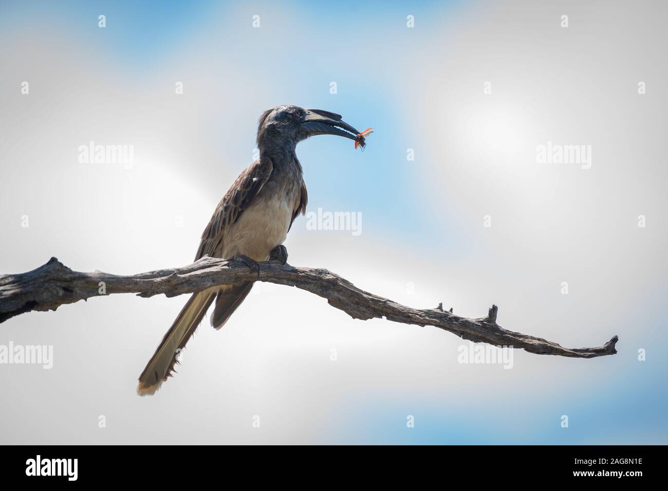 Gefangenes insekt in der rechnung -Fotos und -Bildmaterial in hoher ...