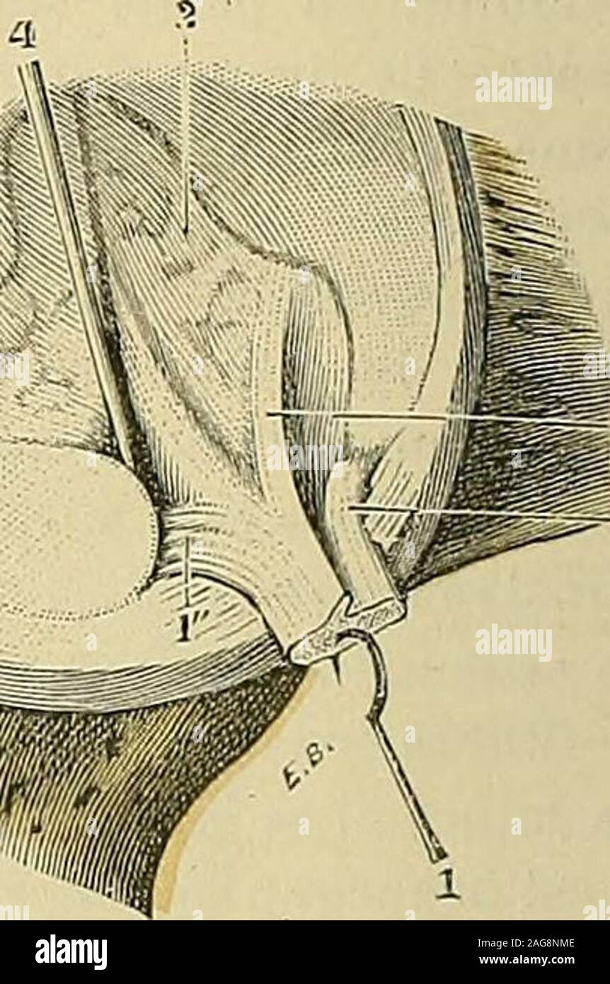 . "Traité d'anatomie humaine: beschreibende Anatomie, Histologie ...