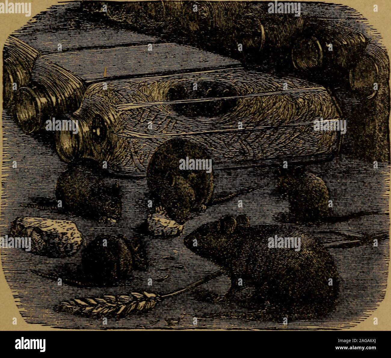 Mäusespuren im schnee -Fotos und -Bildmaterial in hoher Auflösung – Alamy