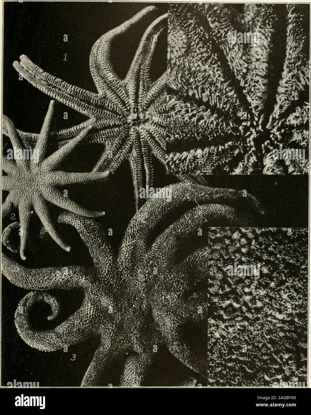 Solaster stimpsoni -Fotos und -Bildmaterial in hoher Auflösung – Alamy