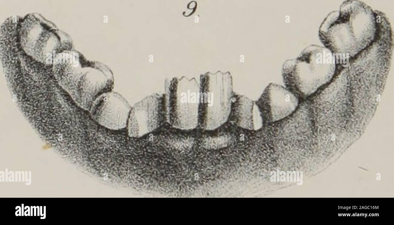 . Die Anatomie, Physiologie und Pathologie des menschlichen Zähnen: Mit ...