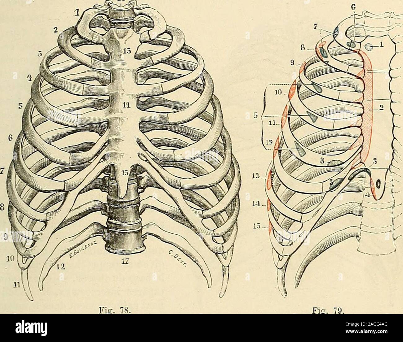 Vue dorsale de la cage thoracique -Fotos und -Bildmaterial in hoher ...