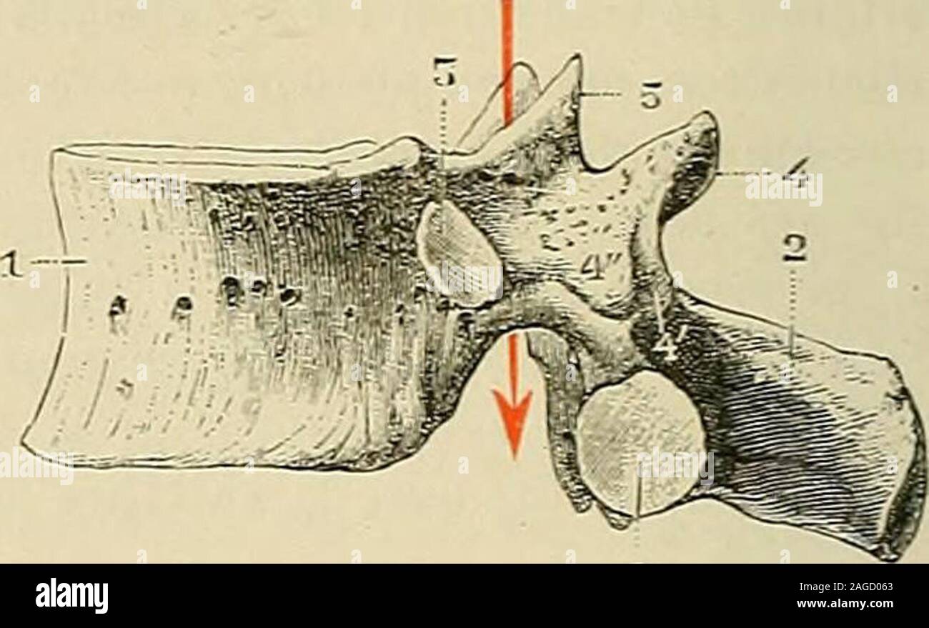 . "Traité d'anatomie humaine: beschreibende Anatomie, Histologie ...