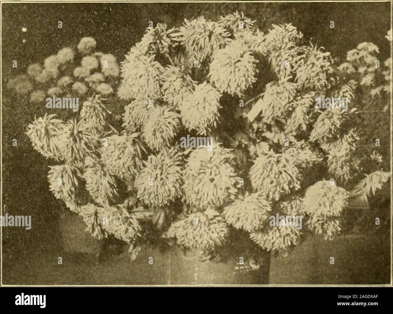 Berg bassett -Fotos und -Bildmaterial in hoher Auflösung – Alamy