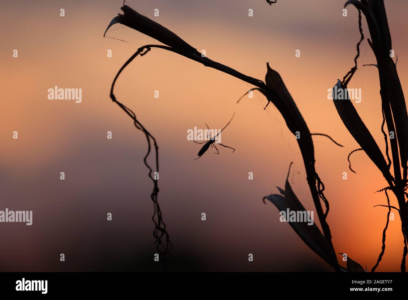 Kleine rote spinnen -Fotos und -Bildmaterial in hoher Auflösung – Alamy