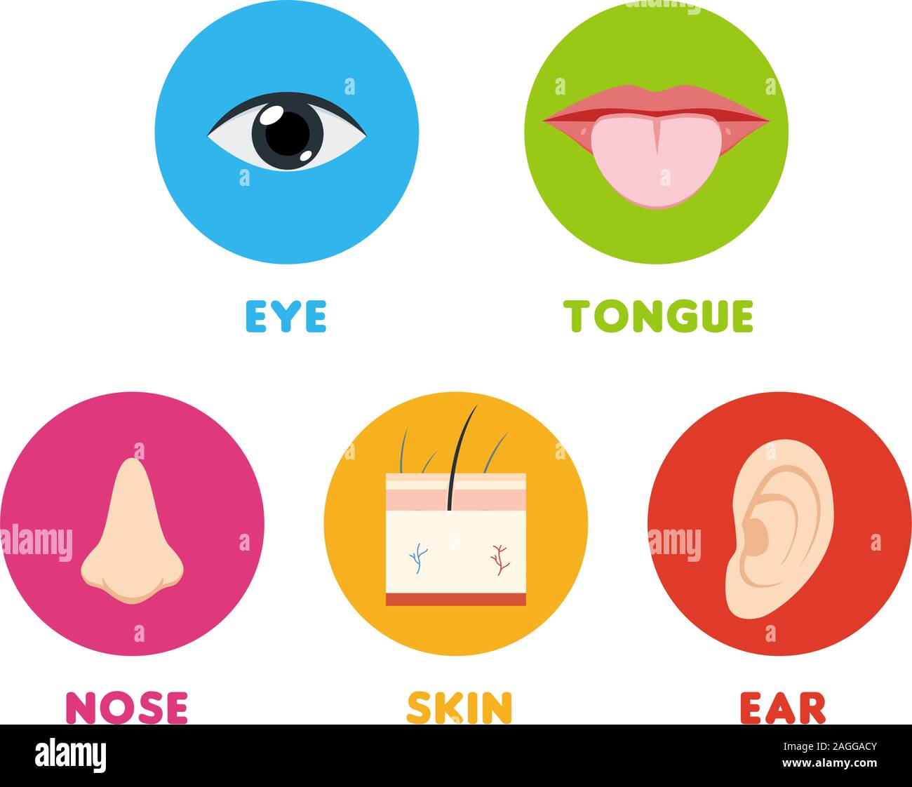 Die fünf sinne Ausgeschnittene Stockfotos und -bilder - Alamy