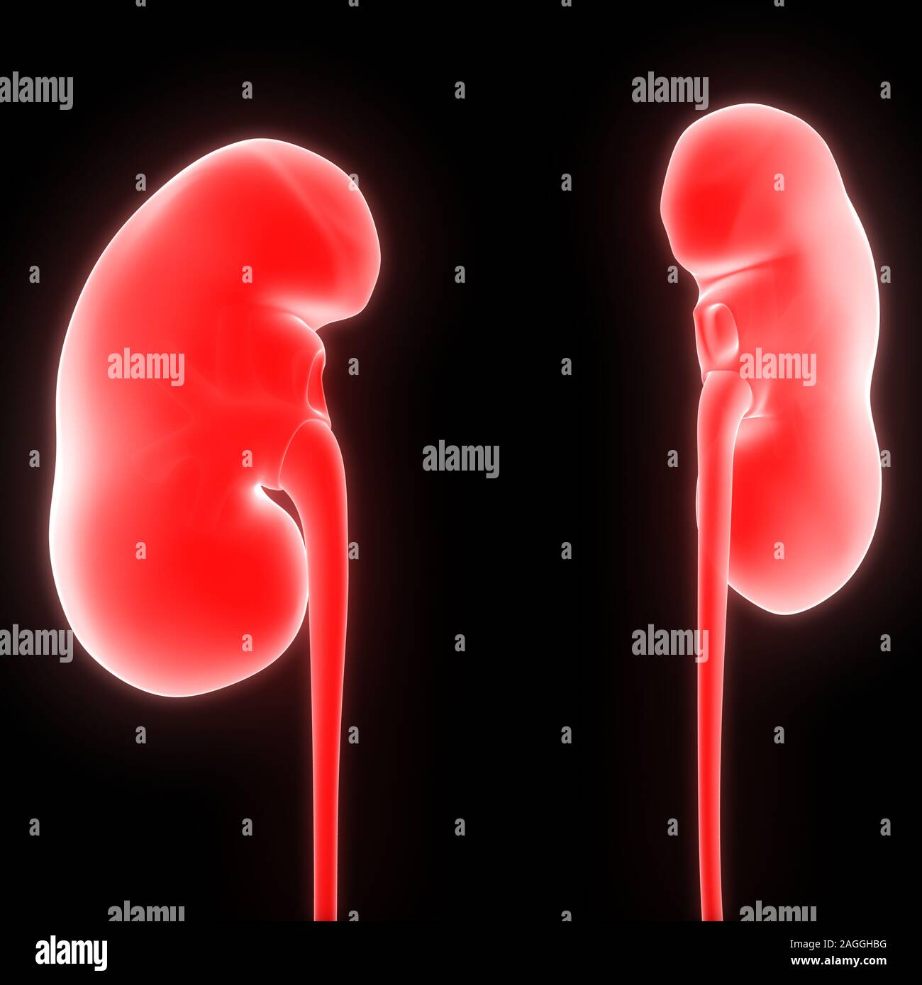 Menschliche Innere Organe Harnsystem Nieren Anatomie. 3D ...