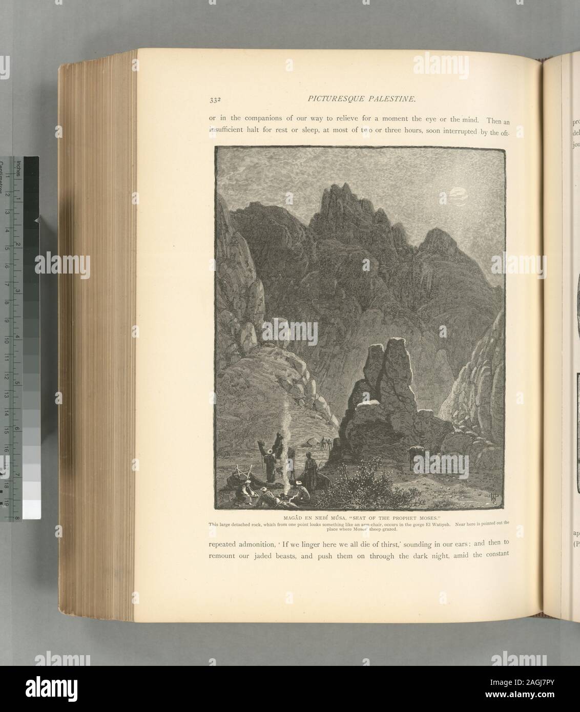 Musa zugespitzt -Fotos und -Bildmaterial in hoher Auflösung – Alamy