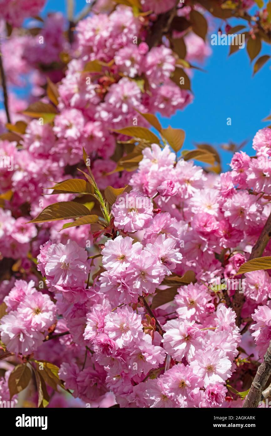 Prunus Serrulata Blute