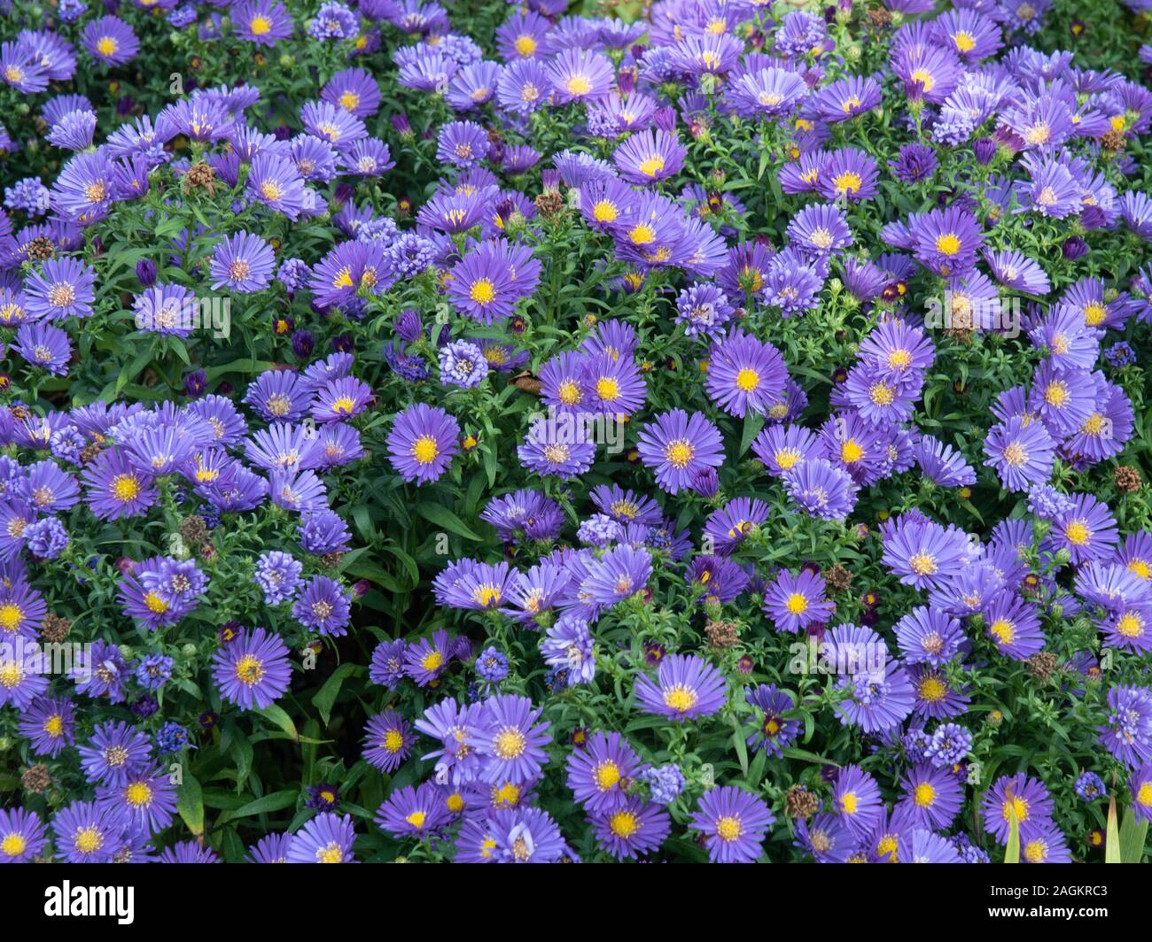 Aster novi belgii alice haslem -Fotos und -Bildmaterial in hoher ...