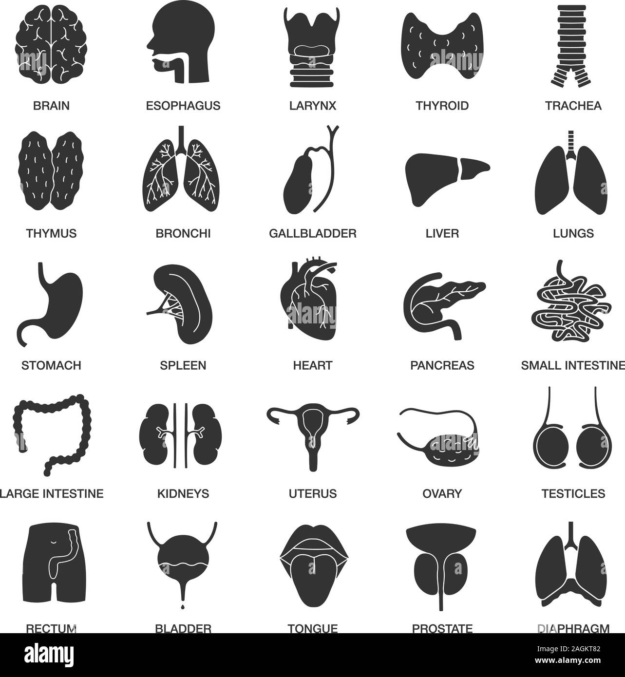 Innere Organe Glyphe Symbole gesetzt. Der Atem- und Harnwege, des ...