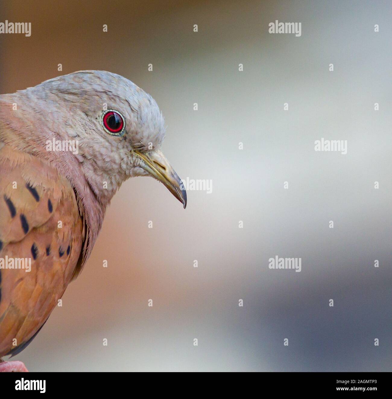 Torcaza (Zenaida Auriculata), es ist eine Art von Columbiform Vogel der ...