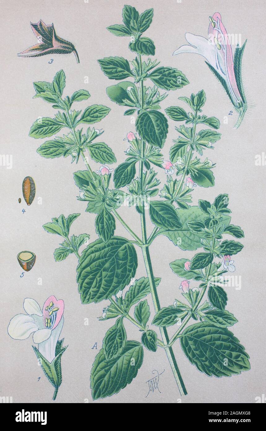 Melissa officinalis illustration -Fotos und -Bildmaterial in hoher ...
