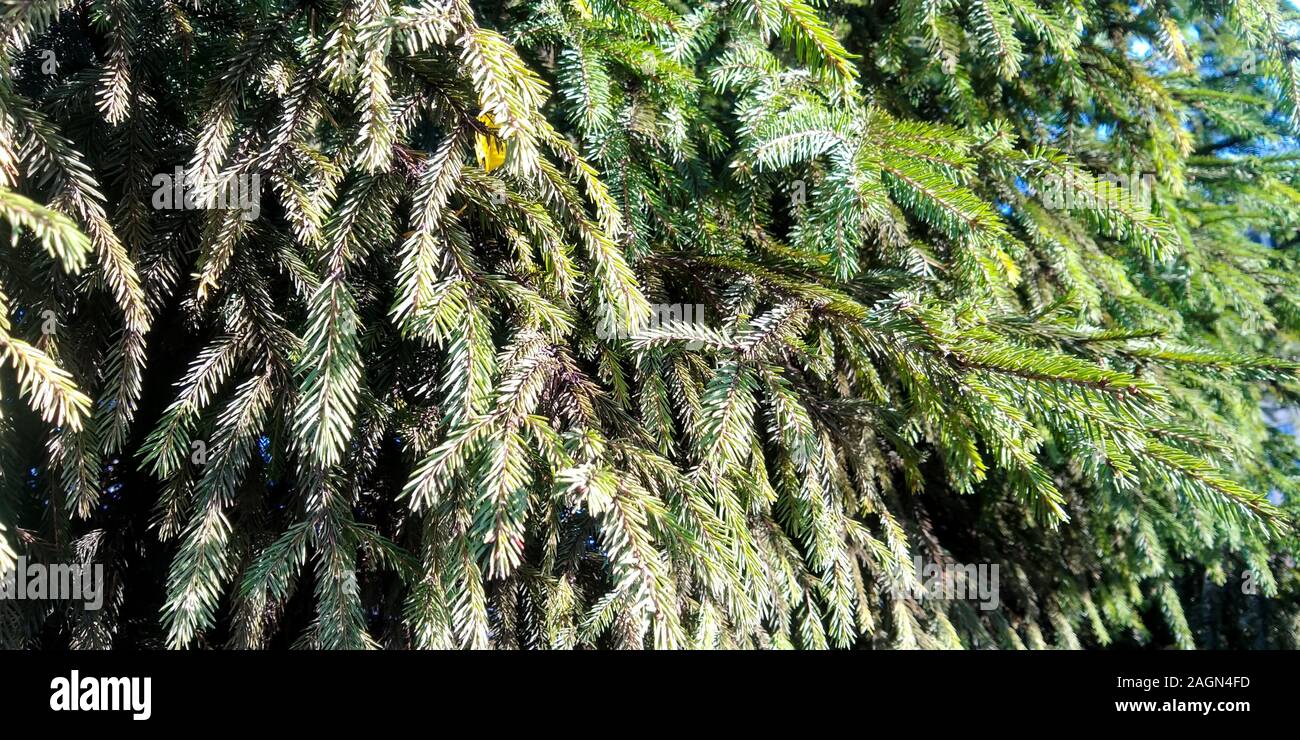 Fichtenholz textur -Fotos und -Bildmaterial in hoher Auflösung – Alamy