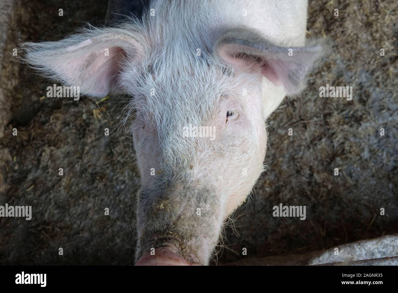 Head pig agriculture -Fotos und -Bildmaterial in hoher Auflösung – Alamy