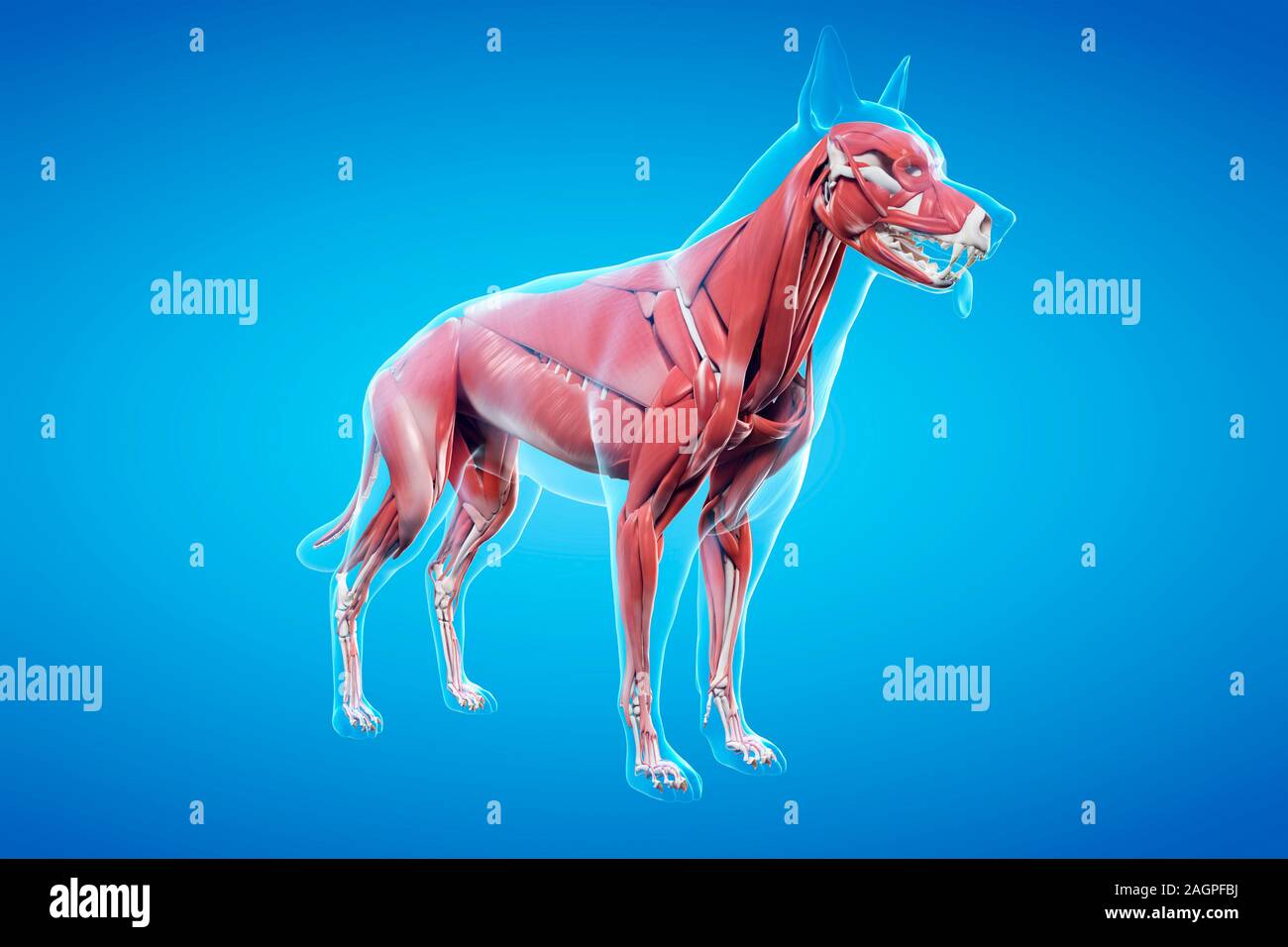 Hund muskulatur -Fotos und -Bildmaterial in hoher Auflösung – Alamy